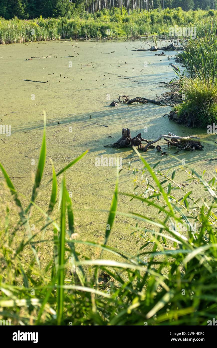Forest pond forest swamp duckweed hi-res stock photography and images ...