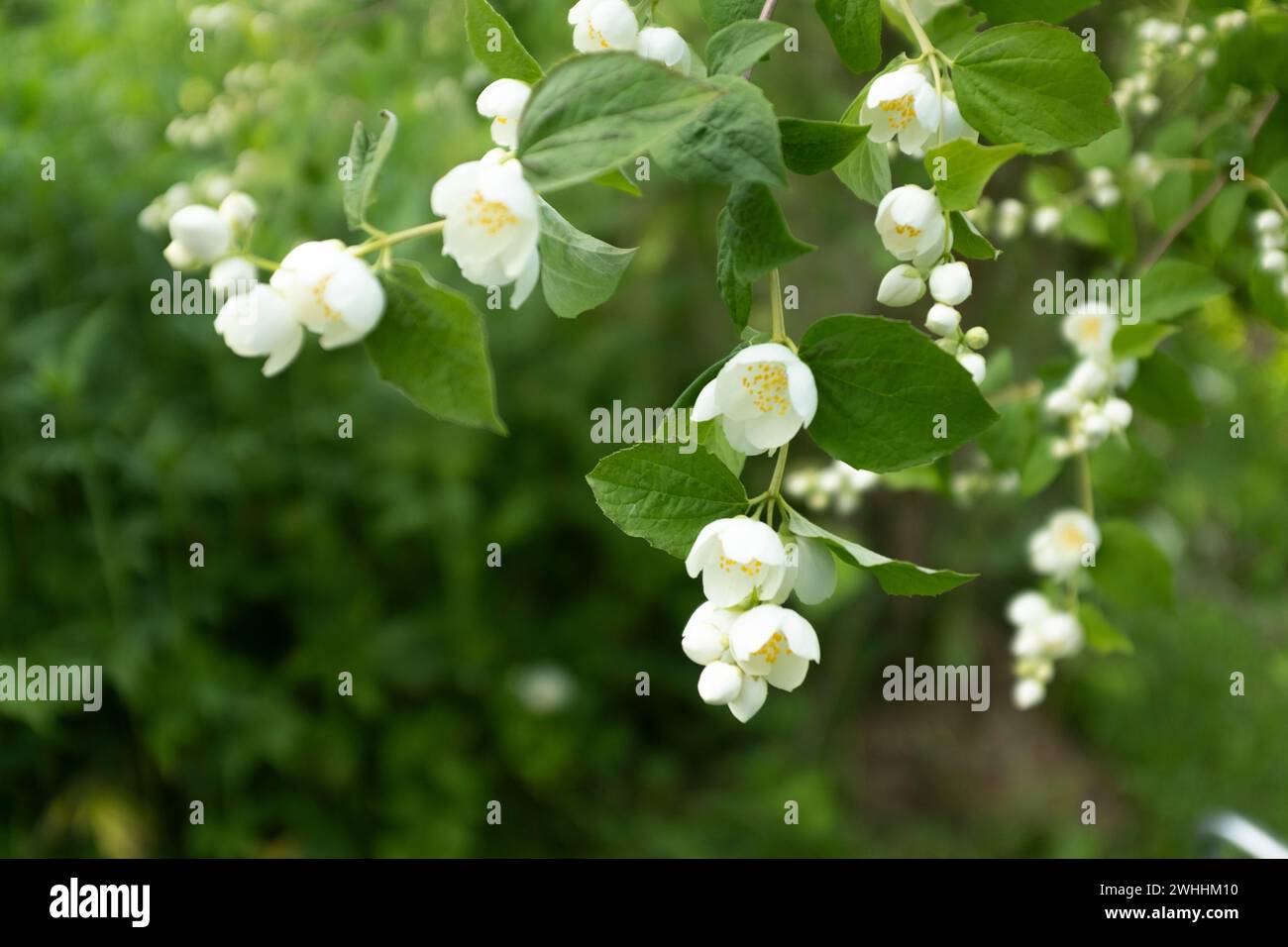 Flowering Philadelphus (mock-orange Stock Photo - Alamy