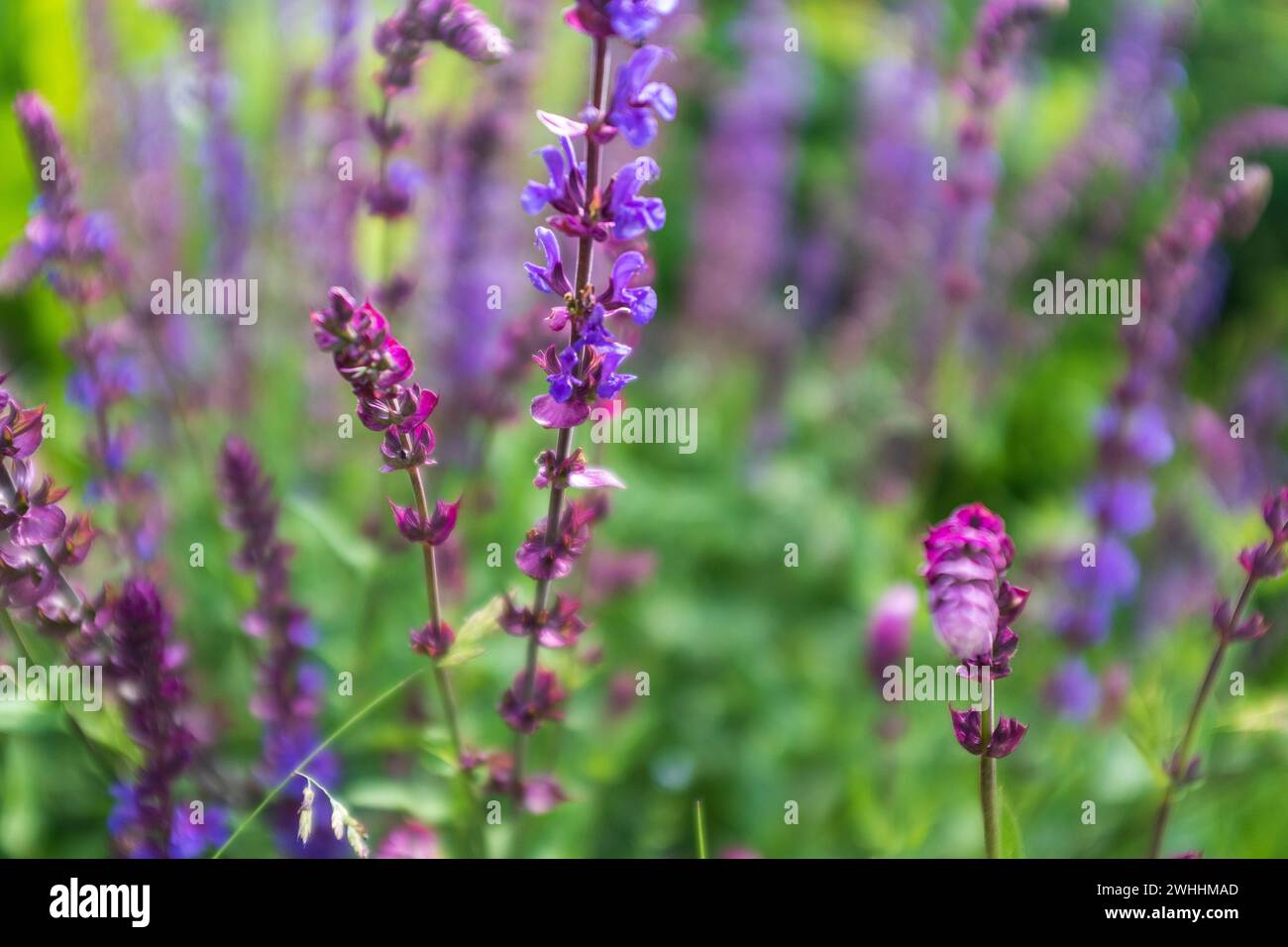 violet salvia blooming in a garden Stock Photo - Alamy