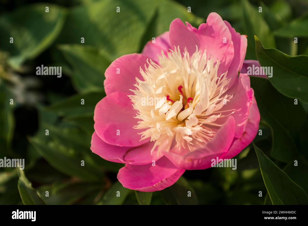 Peony flowering in the garden Stock Photo - Alamy