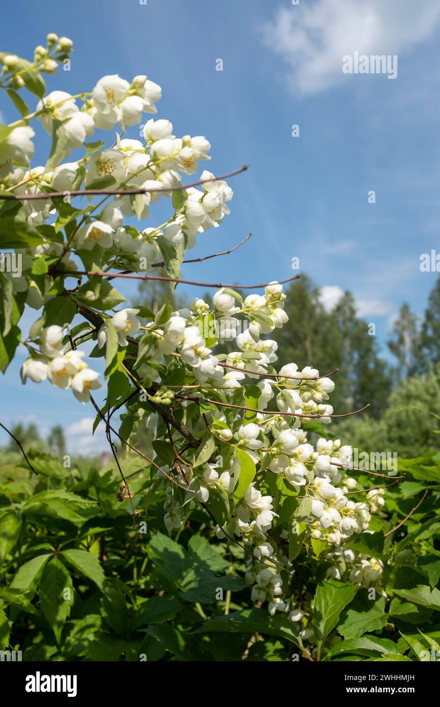 Flowering Philadelphus (mock-orange Stock Photo - Alamy