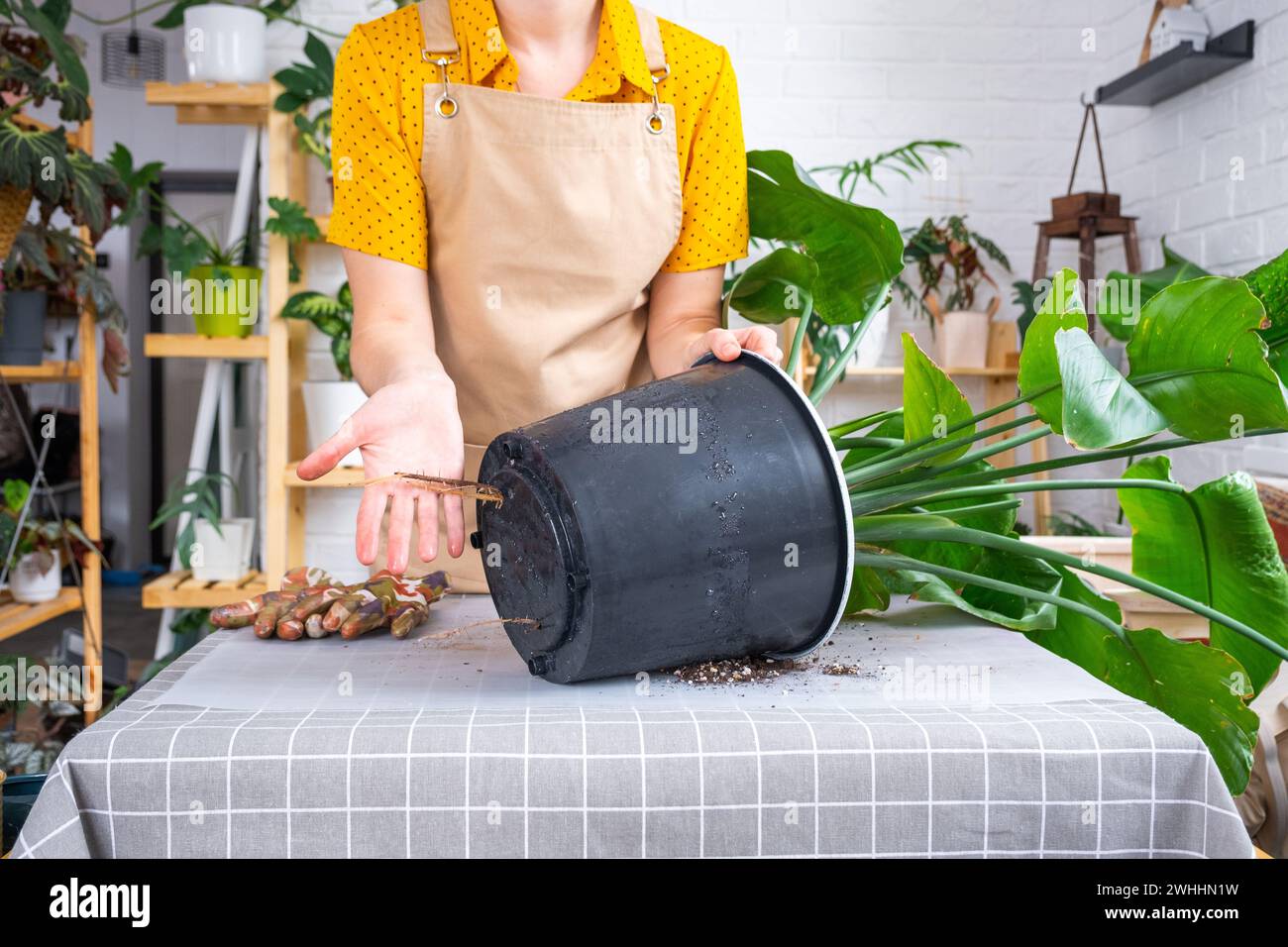Strelitzia reginae houseplant hi-res stock photography and images - Alamy
