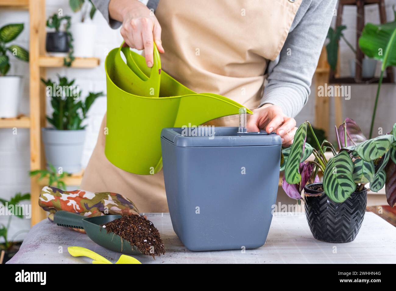 Pot for plants with automatic watering, transplanting Calathea into a ...