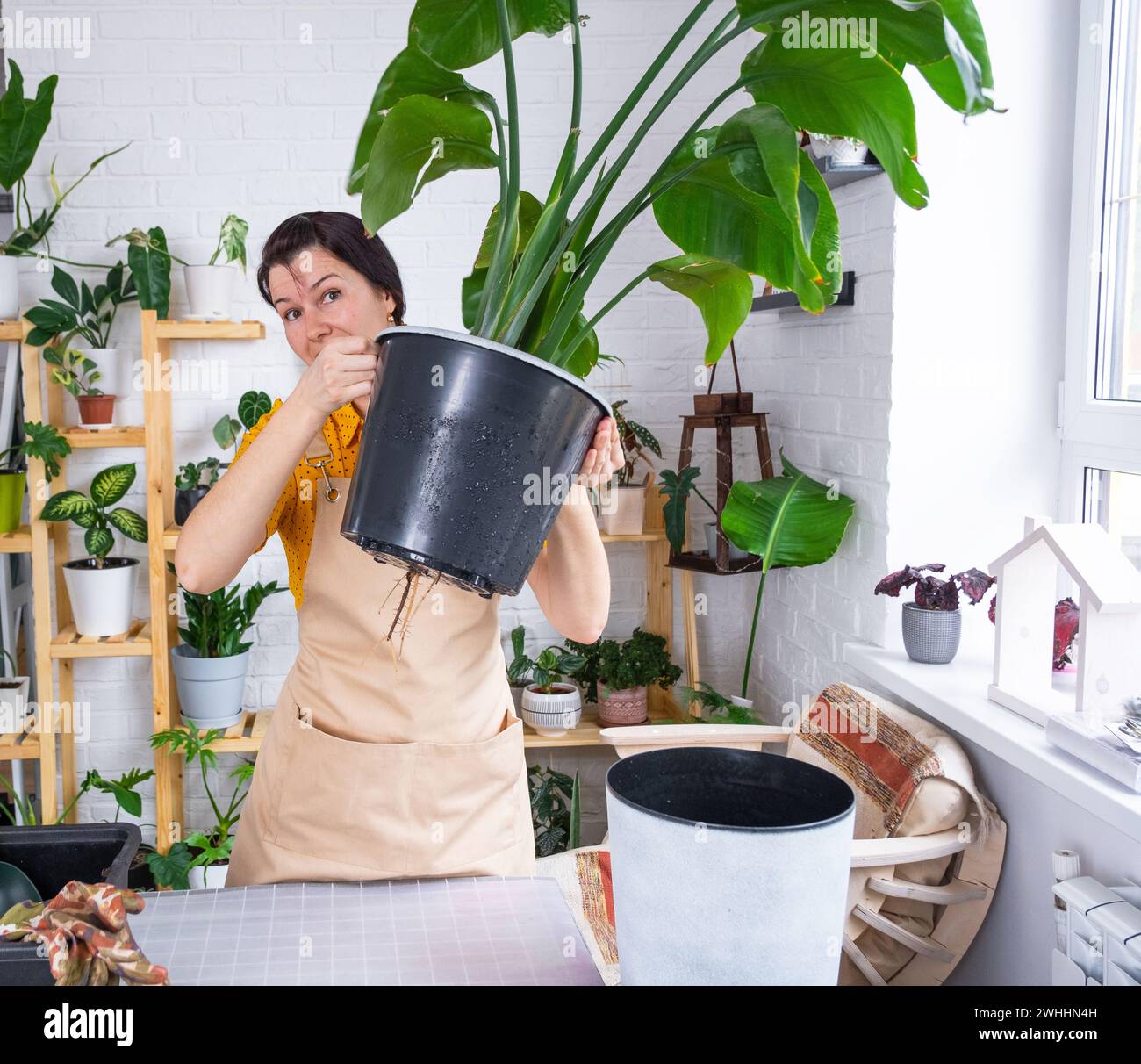 Repotting home plant strelitzia nicolai into new pot big basket, roots ...