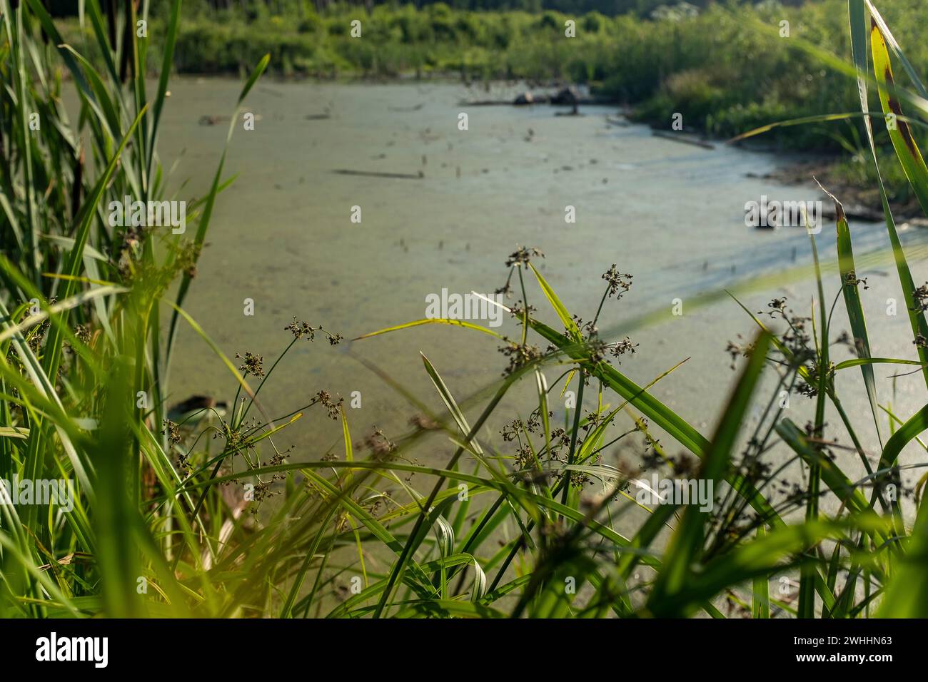Forest pond forest swamp duckweed hi-res stock photography and images ...