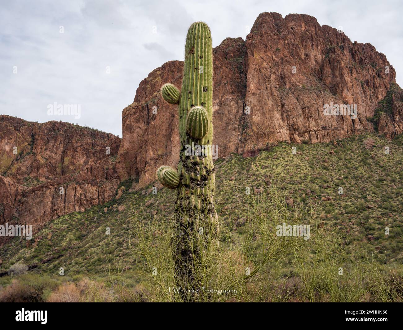 The Sonoran desert in winter offers cooler weather to the Phoenix ...