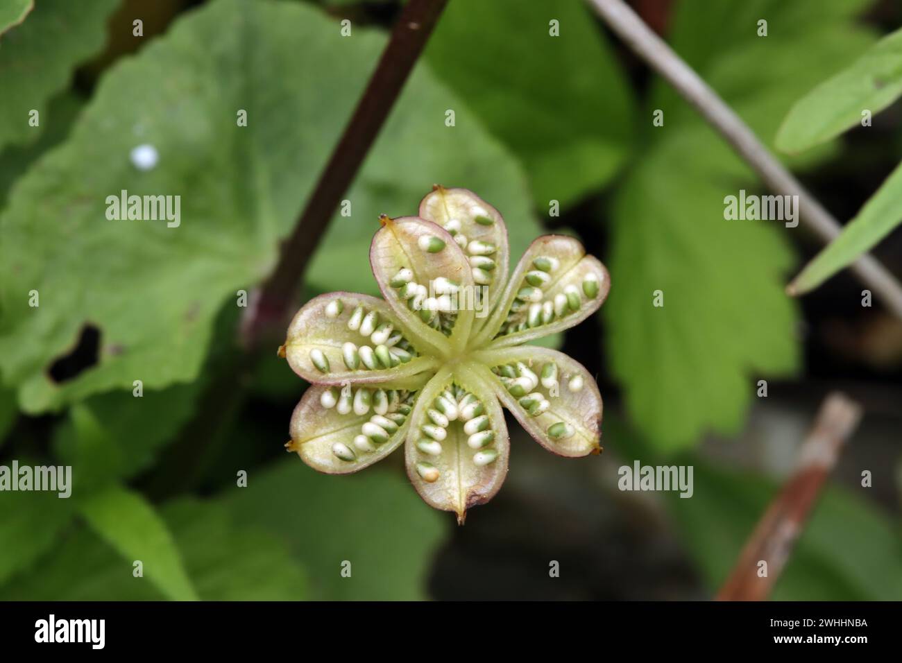Marsh marigold (Caltha palustris), marsh marigold - opened seed ...