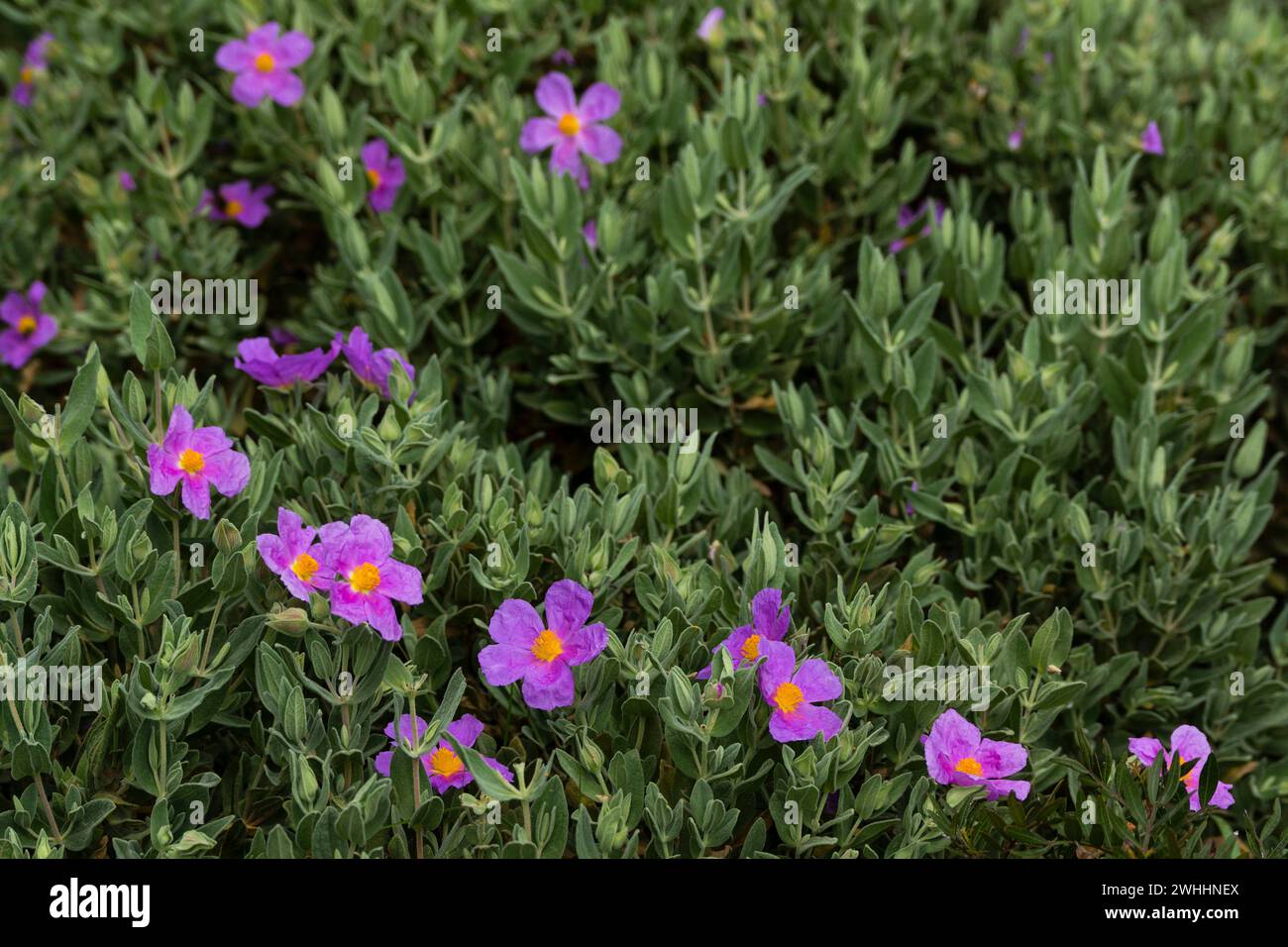 Jara steppe hi-res stock photography and images - Alamy