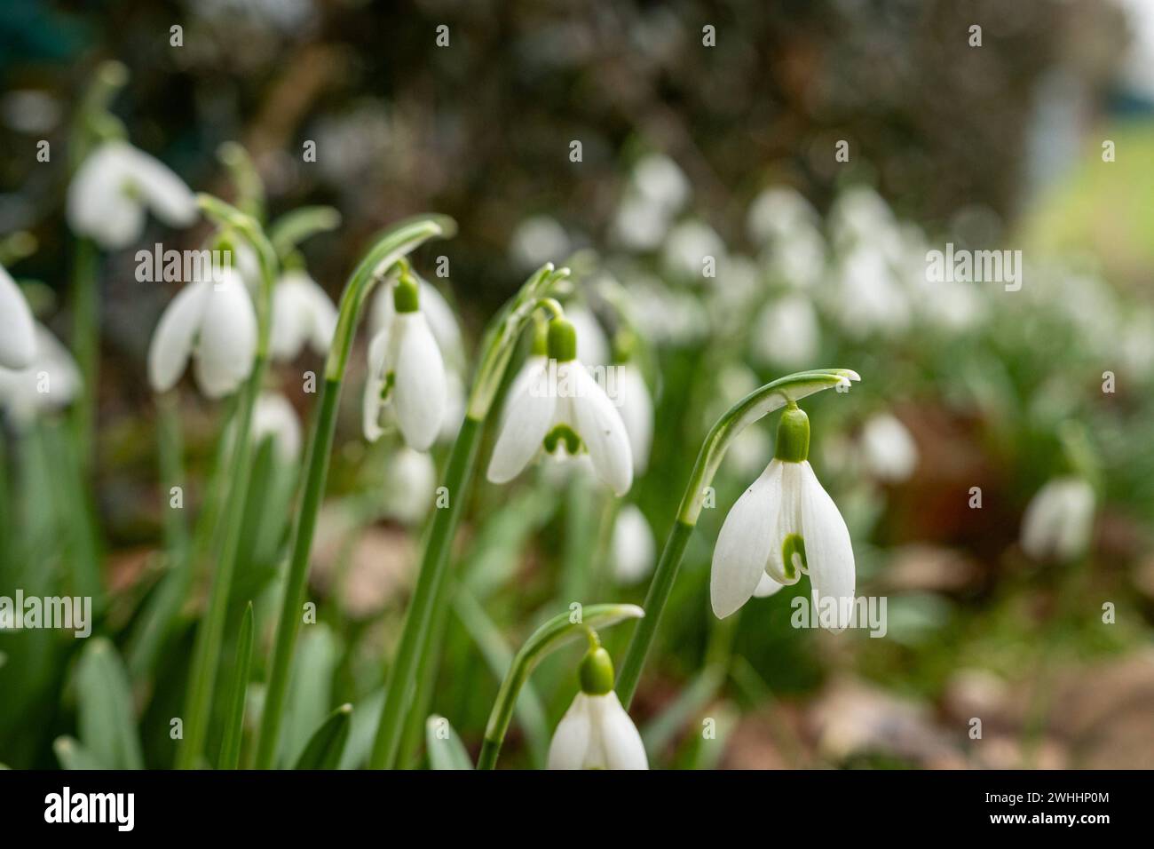 Symbol des fruhlings hi-res stock photography and images - Alamy