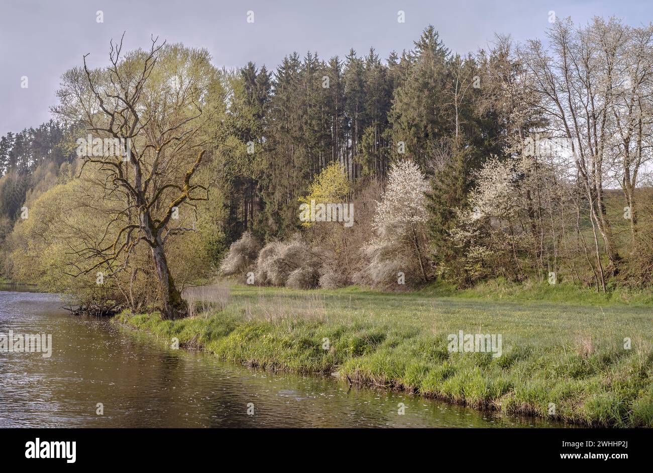 Spring river saale in hi-res stock photography and images - Alamy