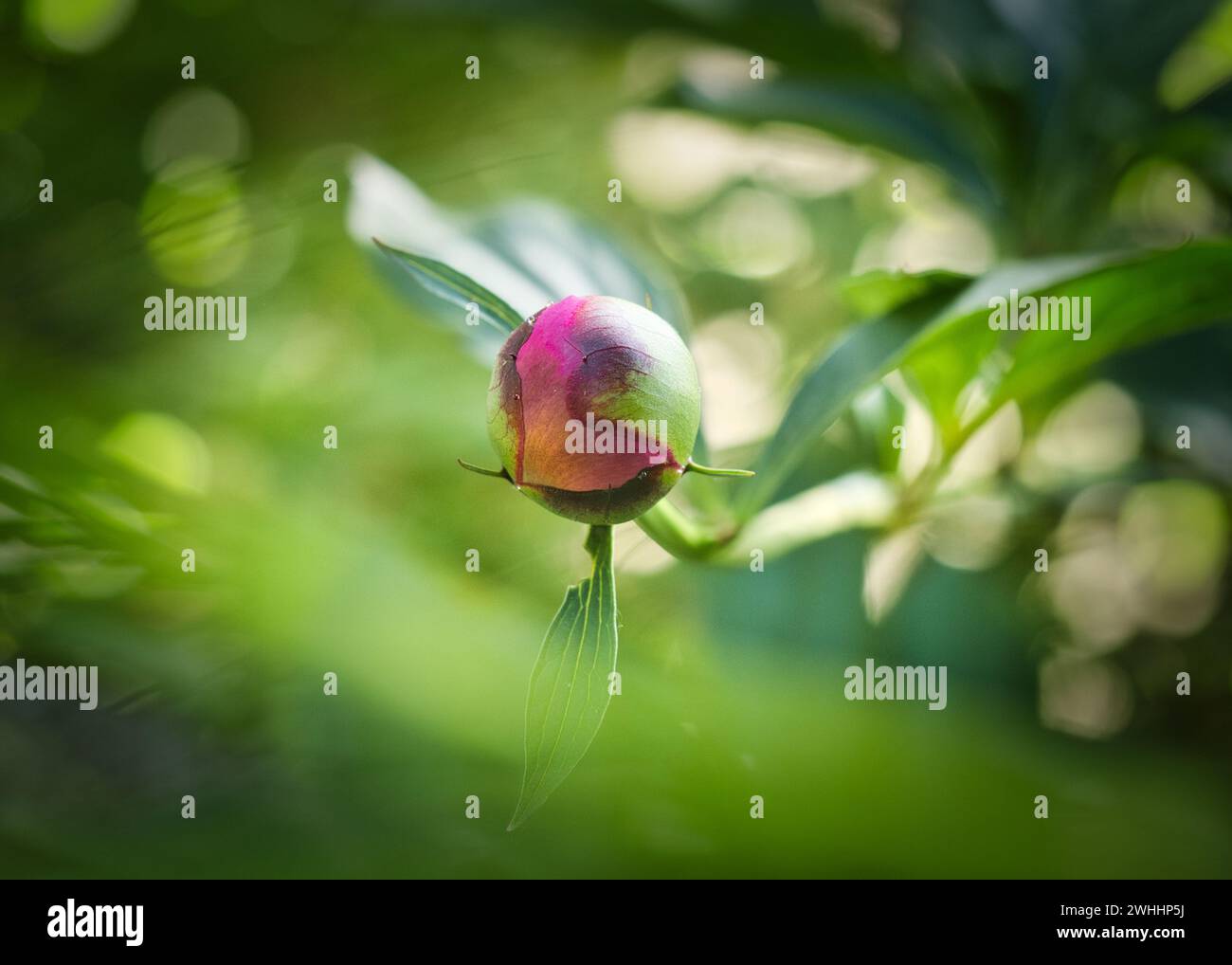 Peoni hi-res stock photography and images - Alamy