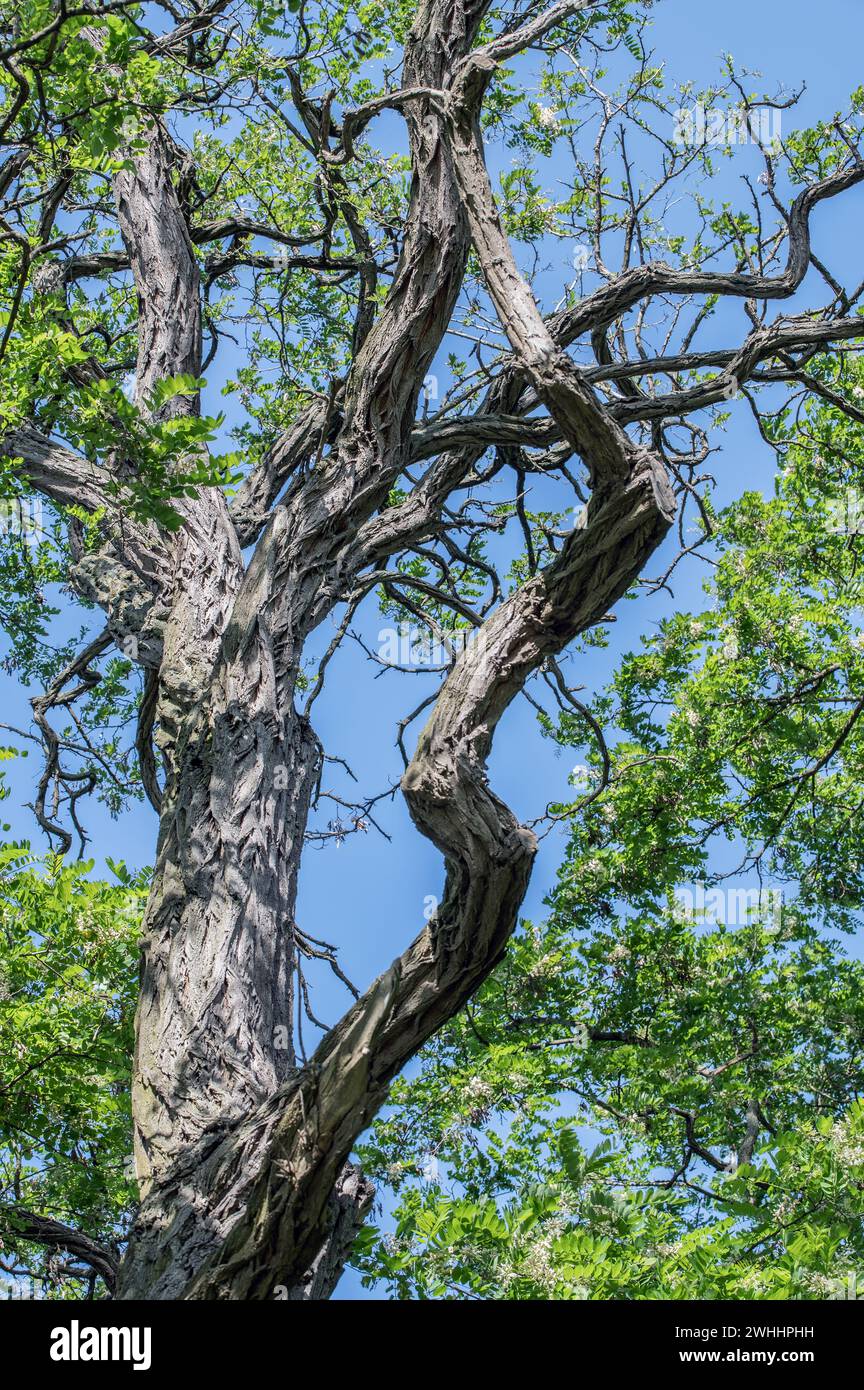 Weiaye robinie hi-res stock photography and images - Alamy