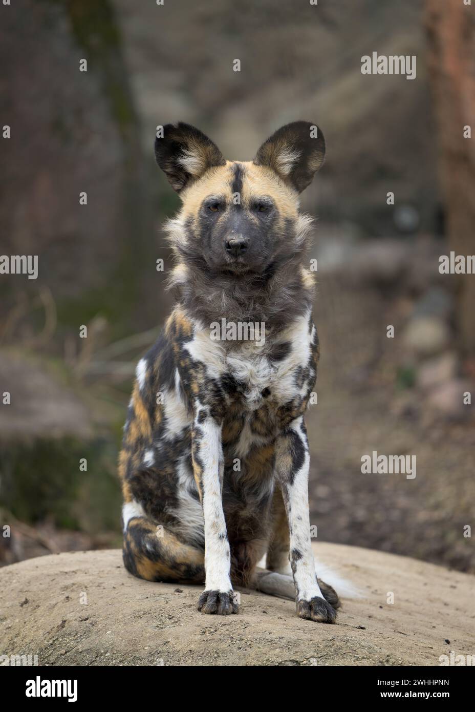 African wild dog (Lycaon pictus) full body portrait sitting on rocky ...