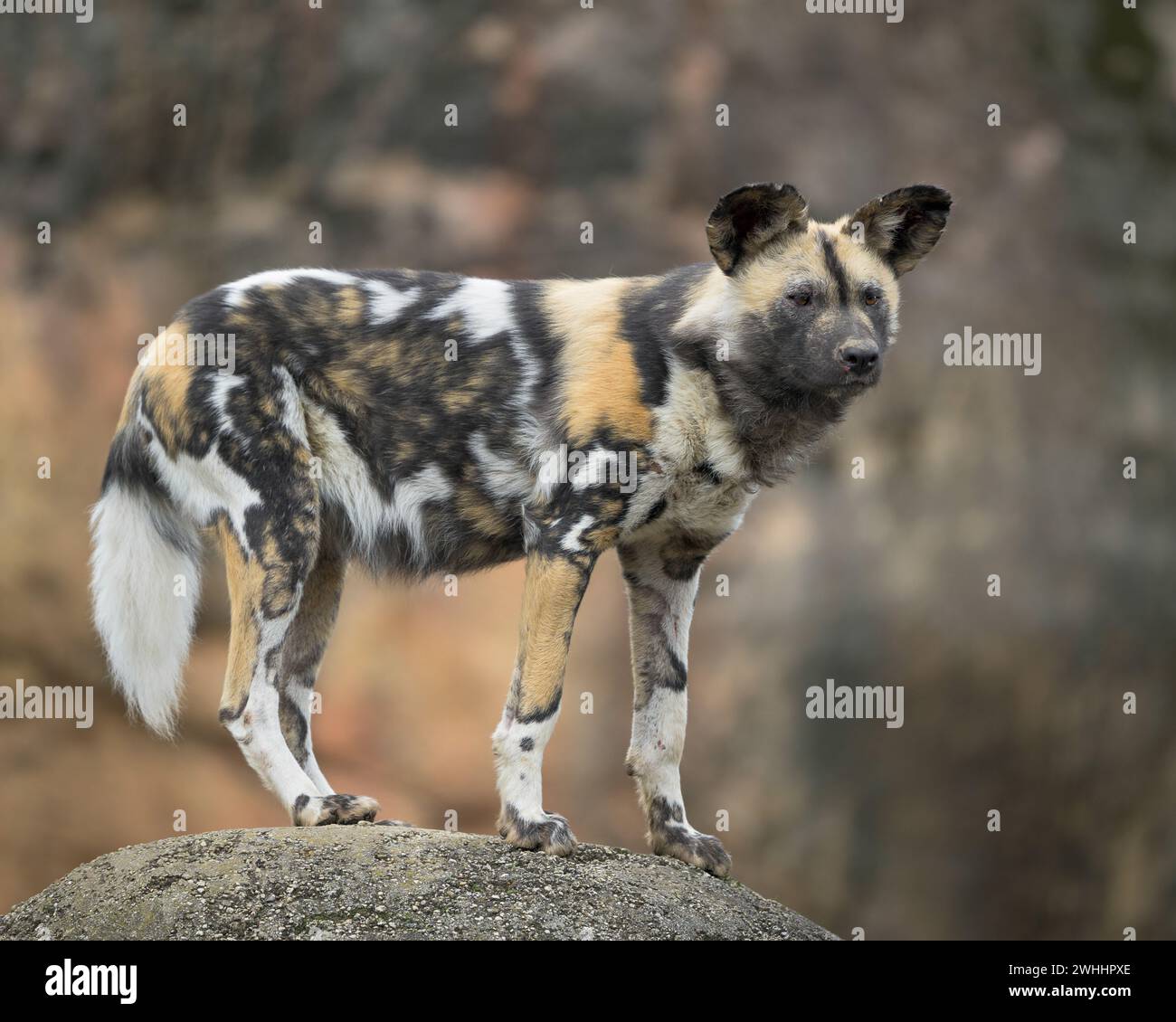 African wild dog (Lycaon pictus) full body profile portrait on rocky ...