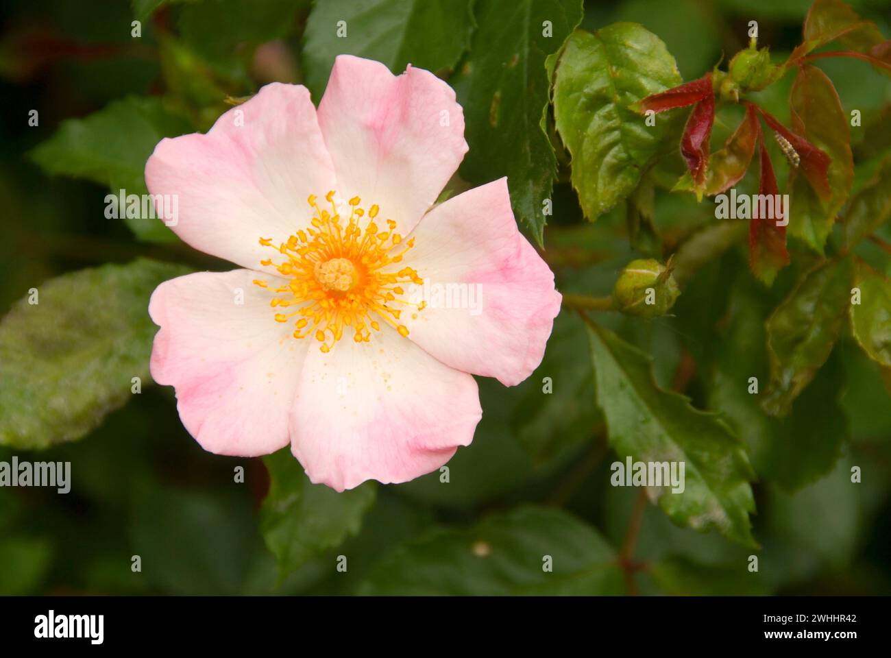Rose Cushion rose, Heirloom Roses, St Paul, Oregon Stock Photo - Alamy