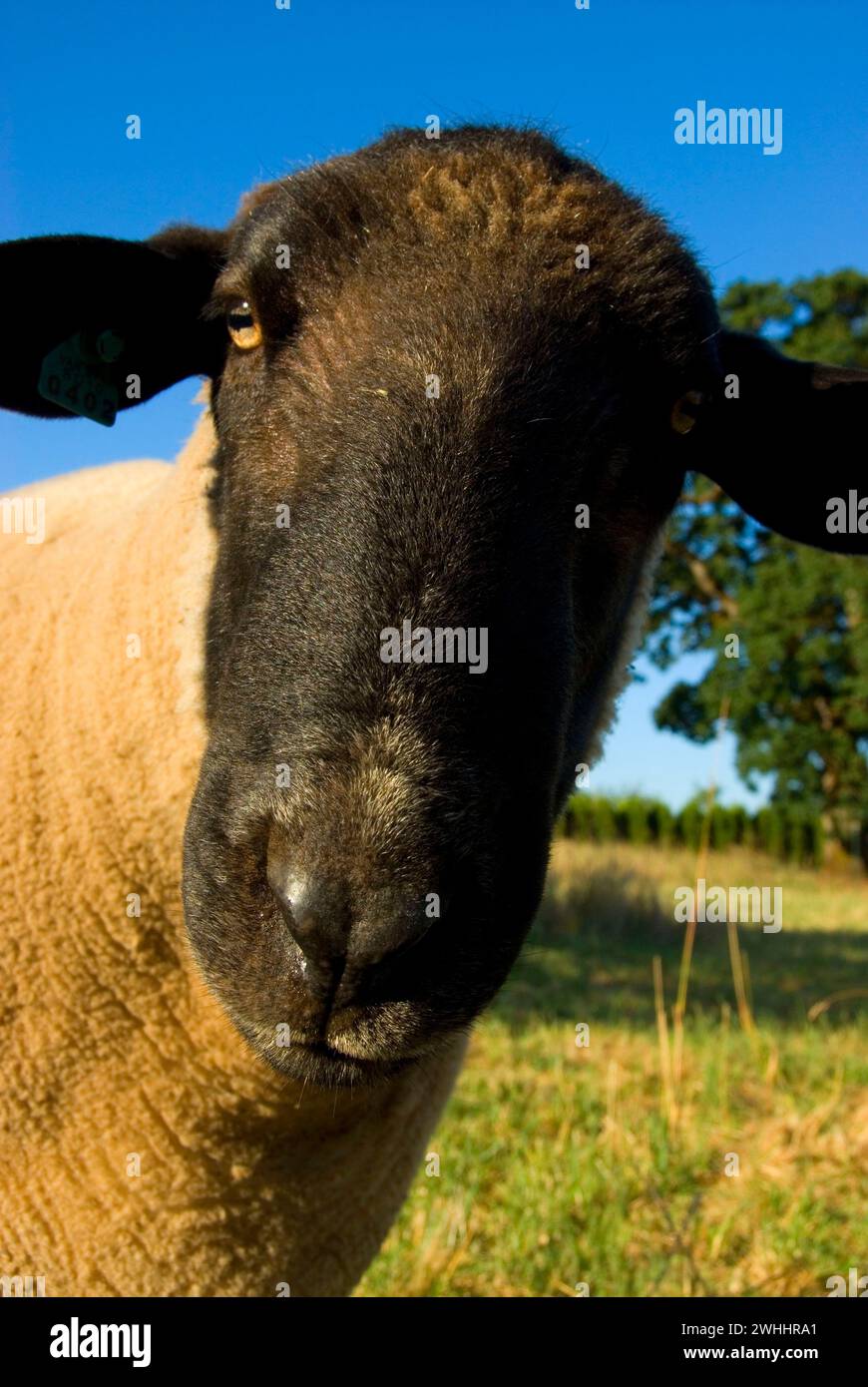 Suffolk sheep ram, Marion County, Oregon Stock Photo - Alamy
