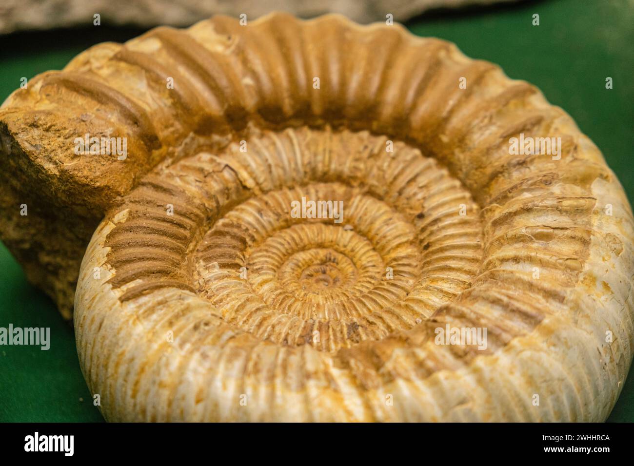 Perisphinctes sp hi-res stock photography and images - Alamy