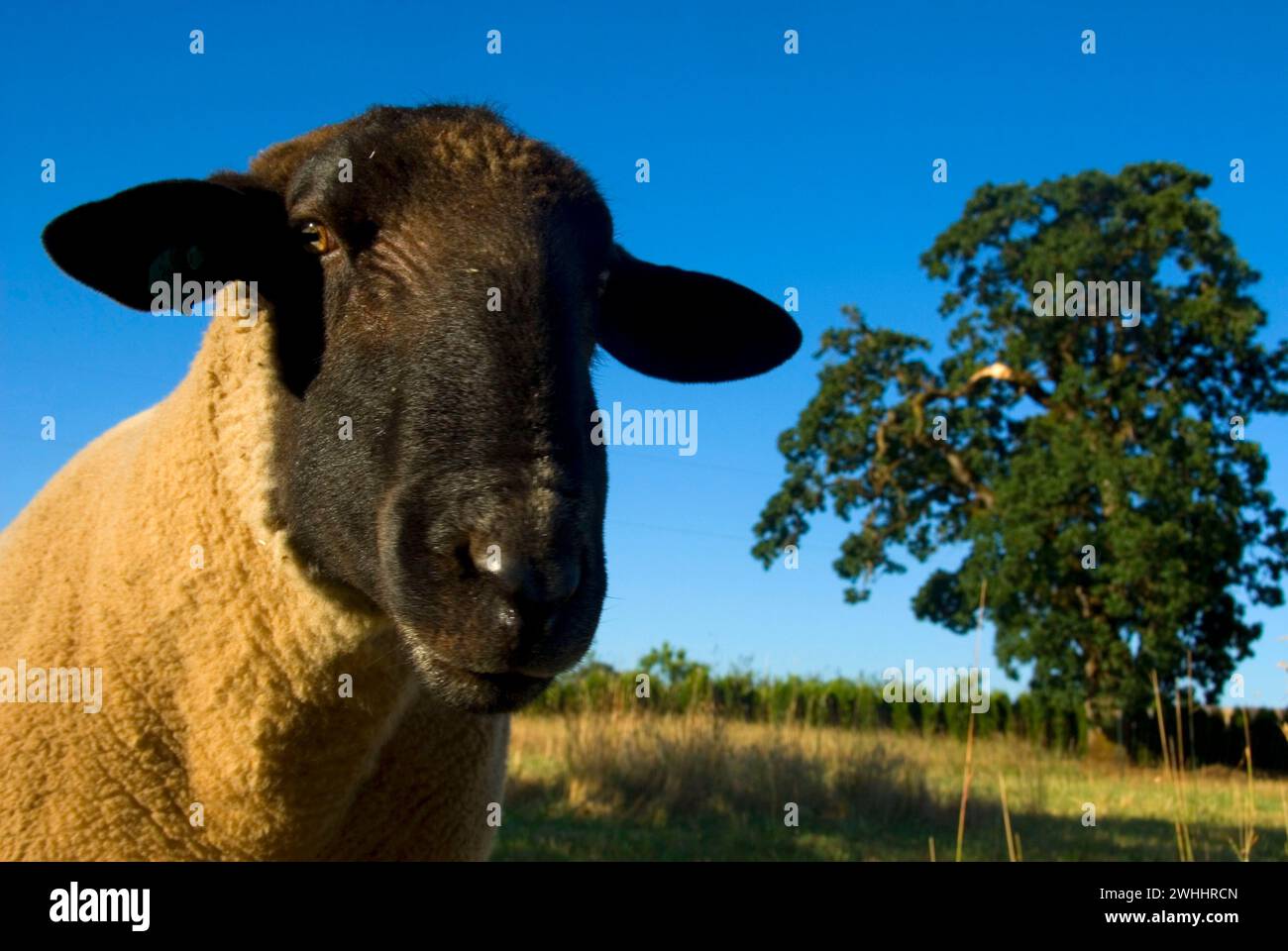 Suffolk sheep ram, Marion County, Oregon Stock Photo - Alamy