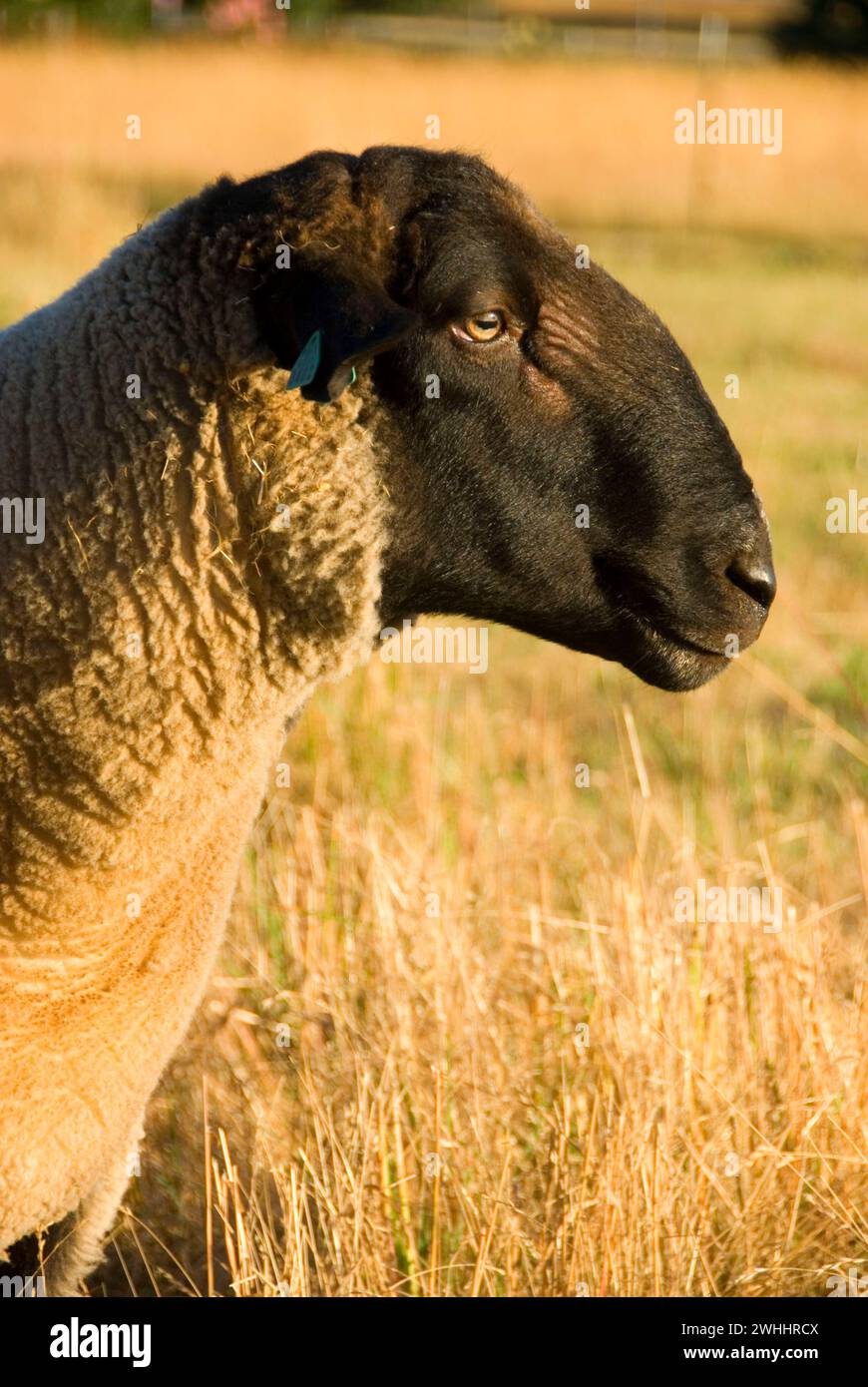 Suffolk sheep ram, Marion County, Oregon Stock Photo - Alamy