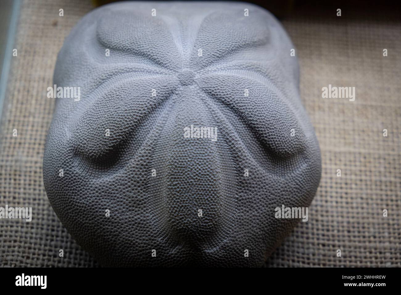 Clypeaster hi-res stock photography and images - Alamy