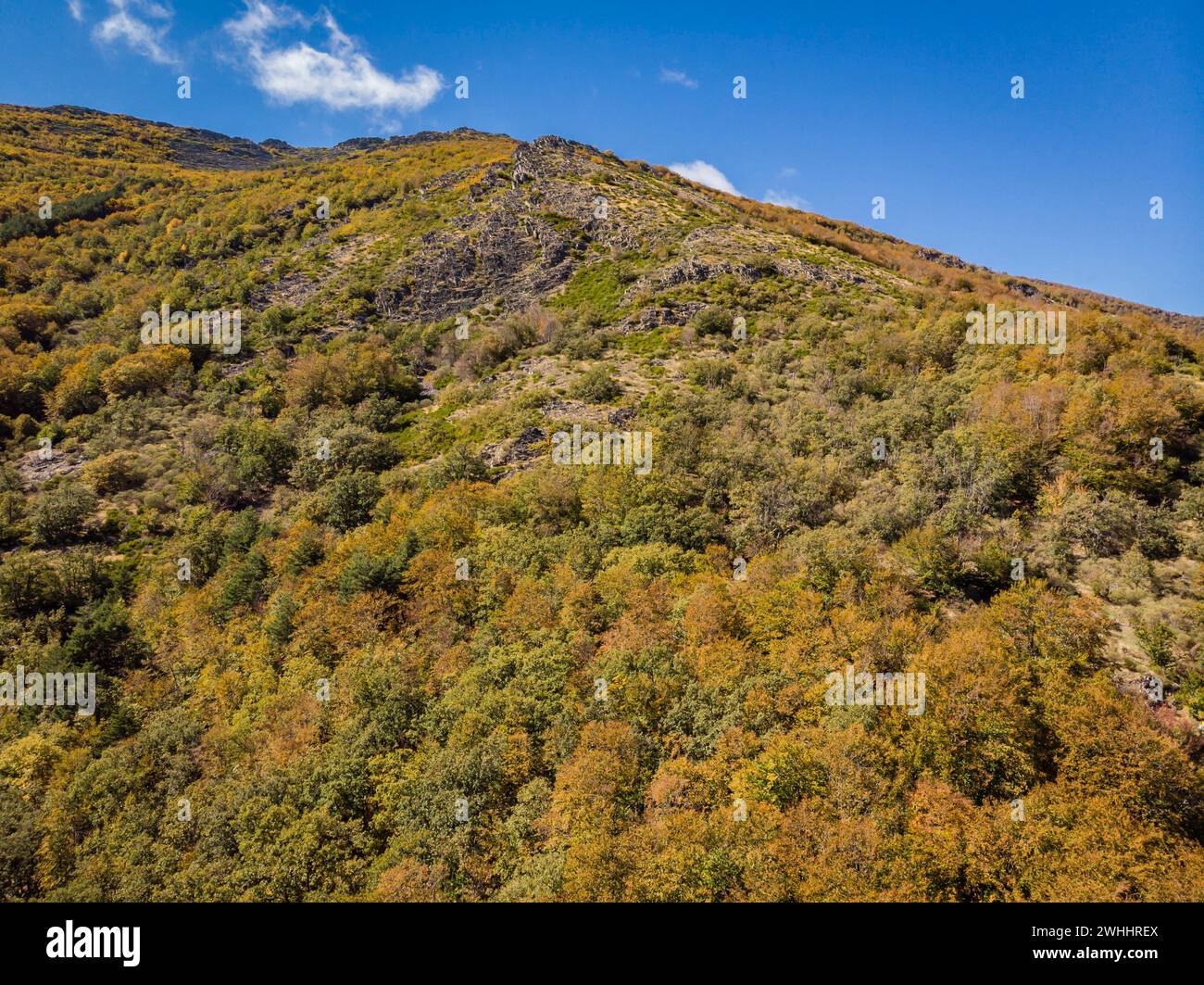 Trunks branches beech trees hi-res stock photography and images - Alamy