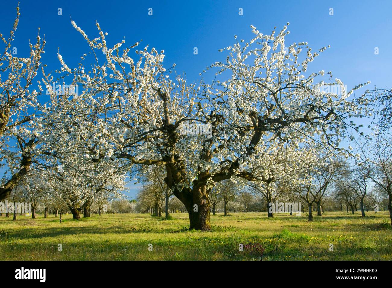 Fruit orchard in bloom, Marion County, Oregon Stock Photo - Alamy