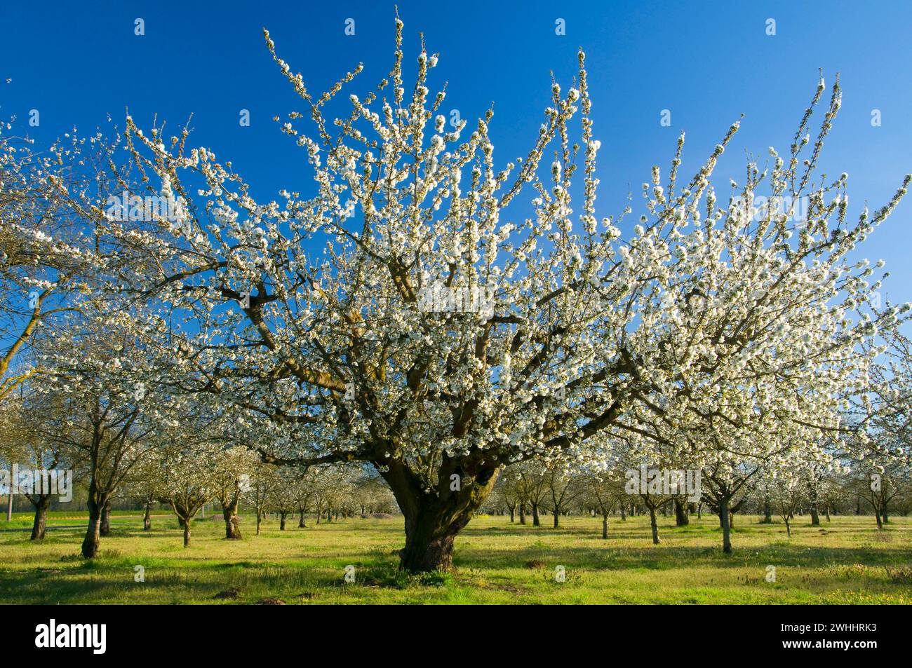 Fruit orchard in bloom, Marion County, Oregon Stock Photo - Alamy