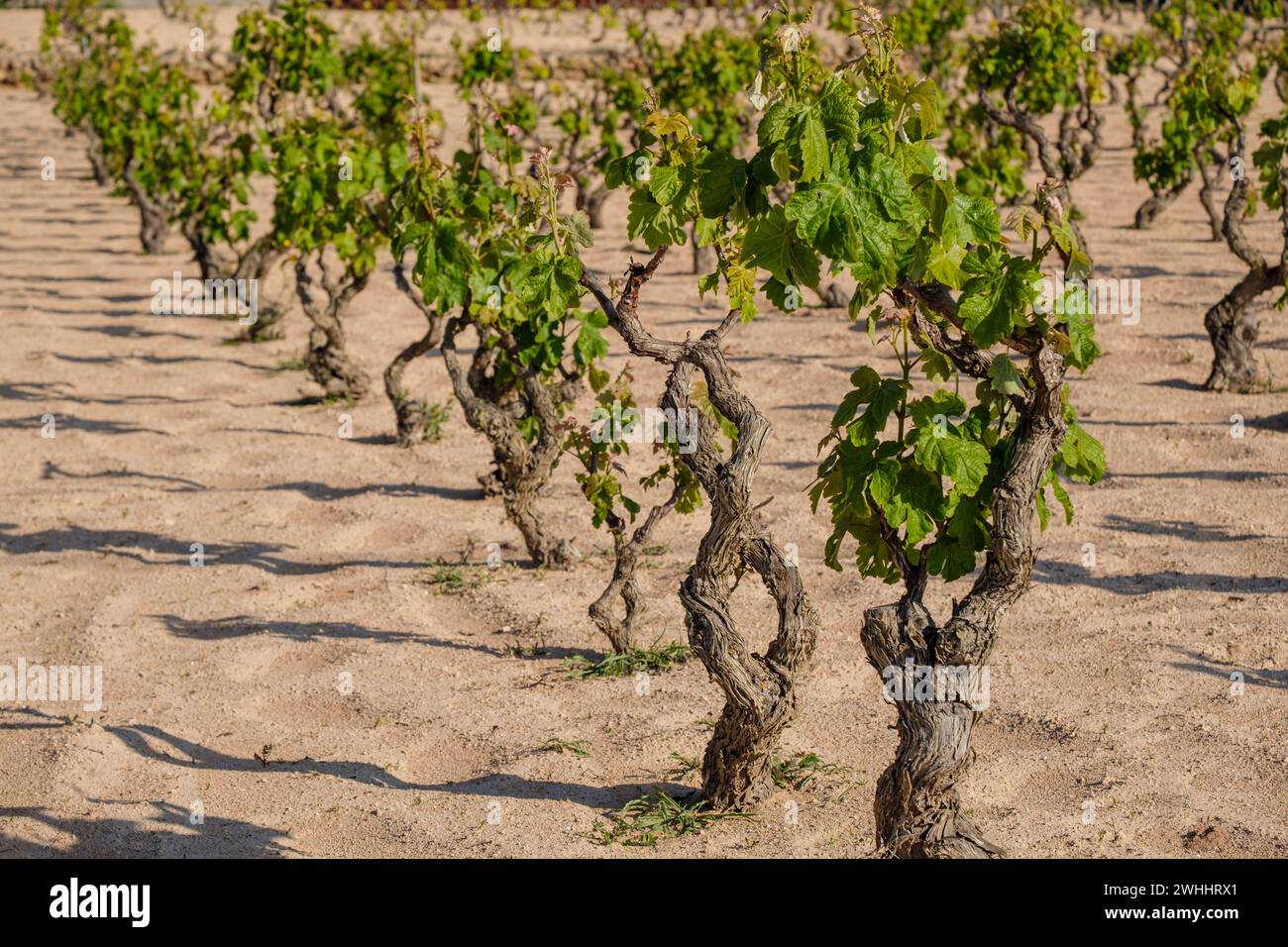 Vineyard plantations hi-res stock photography and images - Alamy