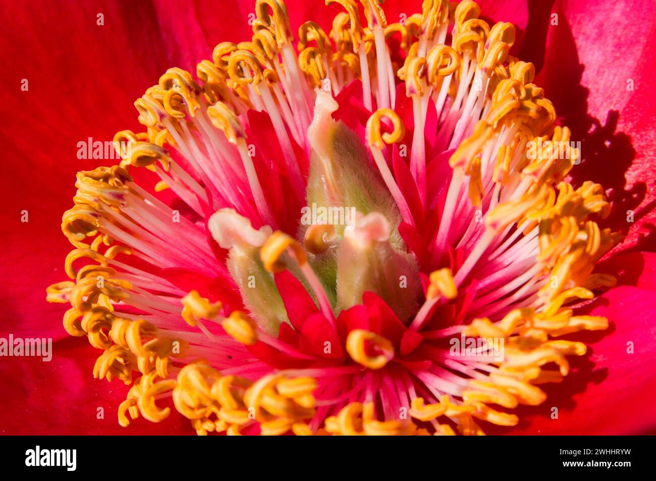 Peony fairy hi-res stock photography and images - Alamy
