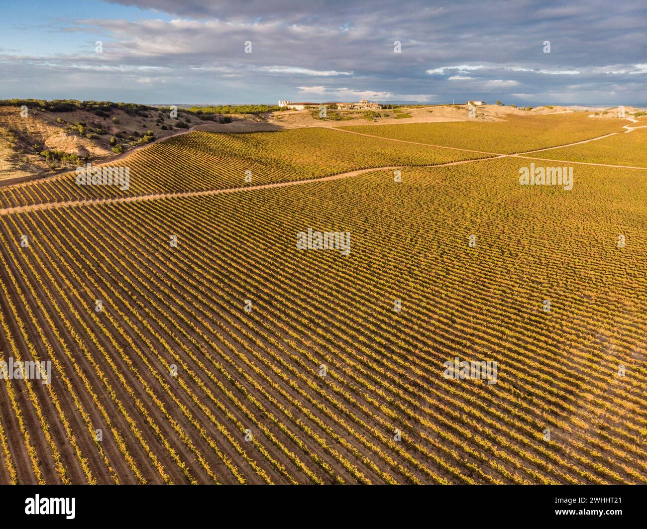 Vines at twilight hi-res stock photography and images - Alamy
