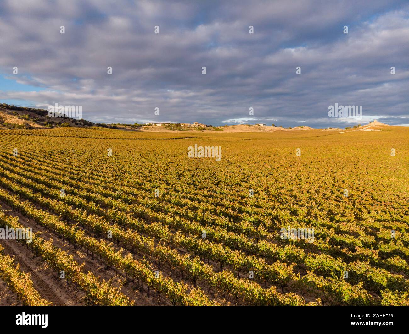 Vines at twilight hi-res stock photography and images - Alamy