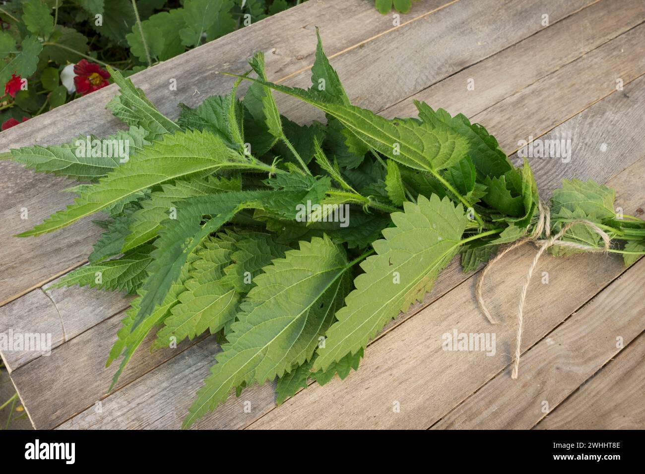 Small armful of nettle nettles tied with twine Stock Photo - Alamy