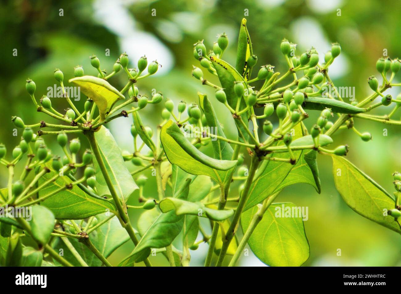 Phellodendron amurense (Amur cork tree). It has been used as a Chinese ...