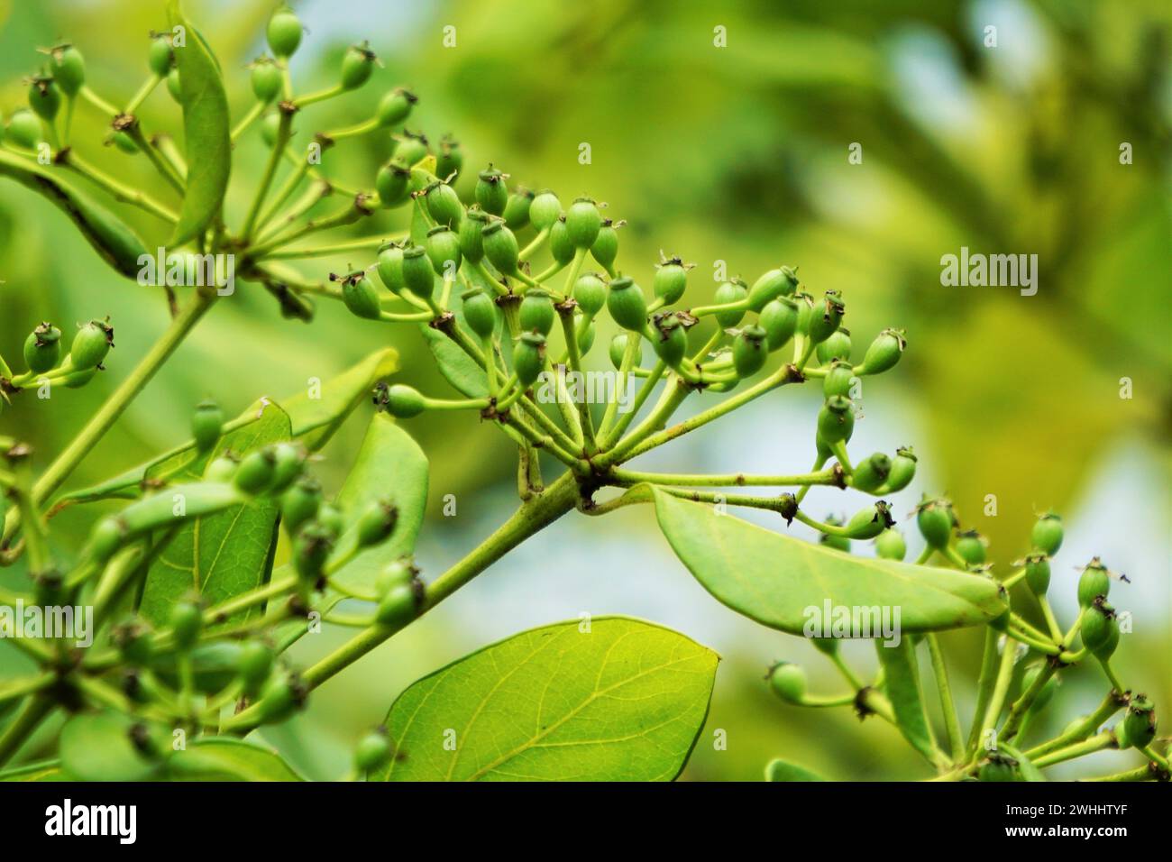 Phellodendron amurense (Amur cork tree). It has been used as a Chinese ...