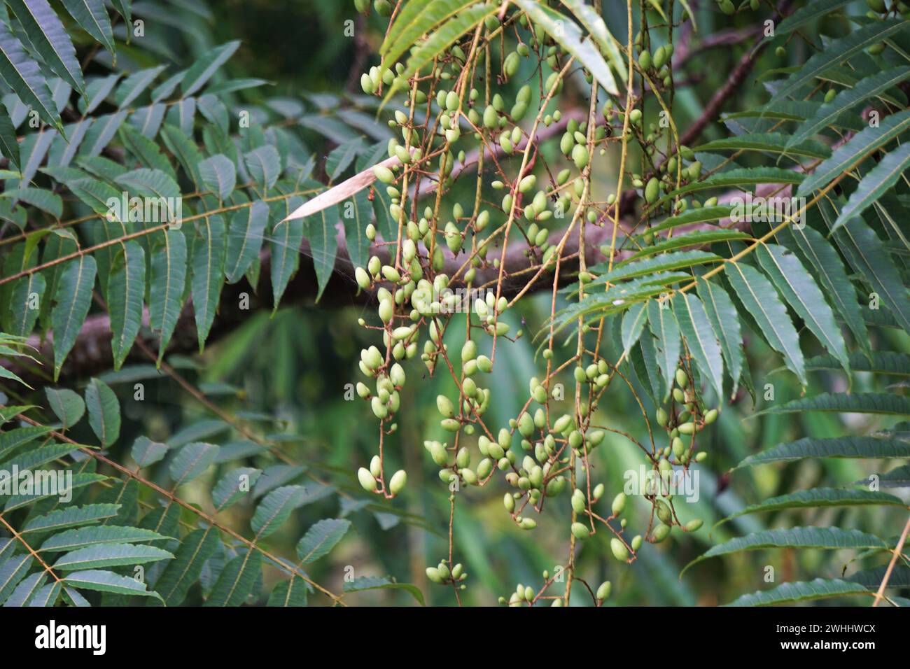 Toona sinensis, Chinese mahogany, Chinese cedar, Chinese toon, beef ...