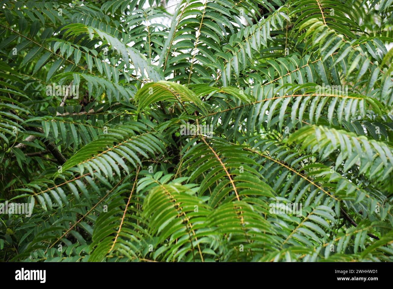 Toona sinensis, Chinese mahogany, Chinese cedar, Chinese toon, beef ...