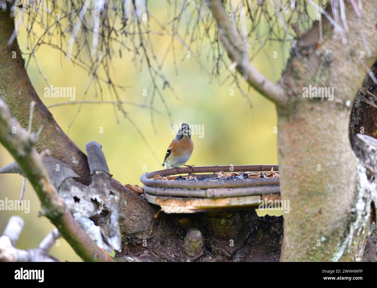 The brambling fringilla eating sunflowers seed in the feeder rack in ...