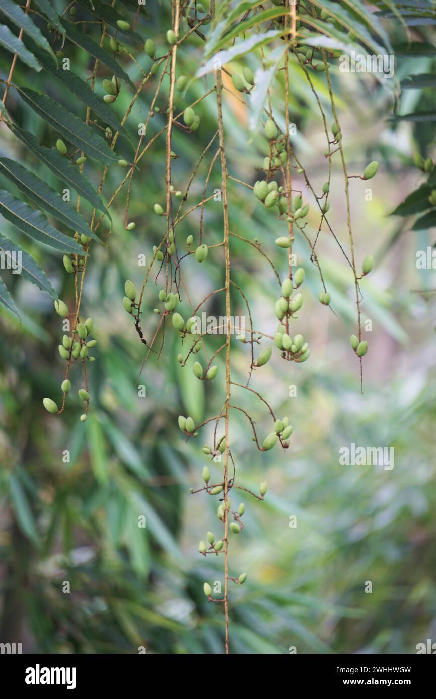 Toona sinensis, Chinese mahogany, Chinese cedar, Chinese toon, beef ...