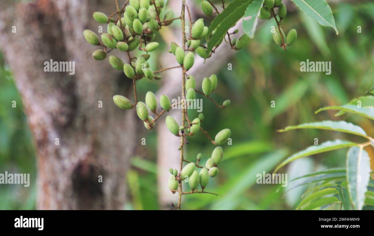 Toona sinensis, Chinese mahogany, Chinese cedar, Chinese toon, beef ...
