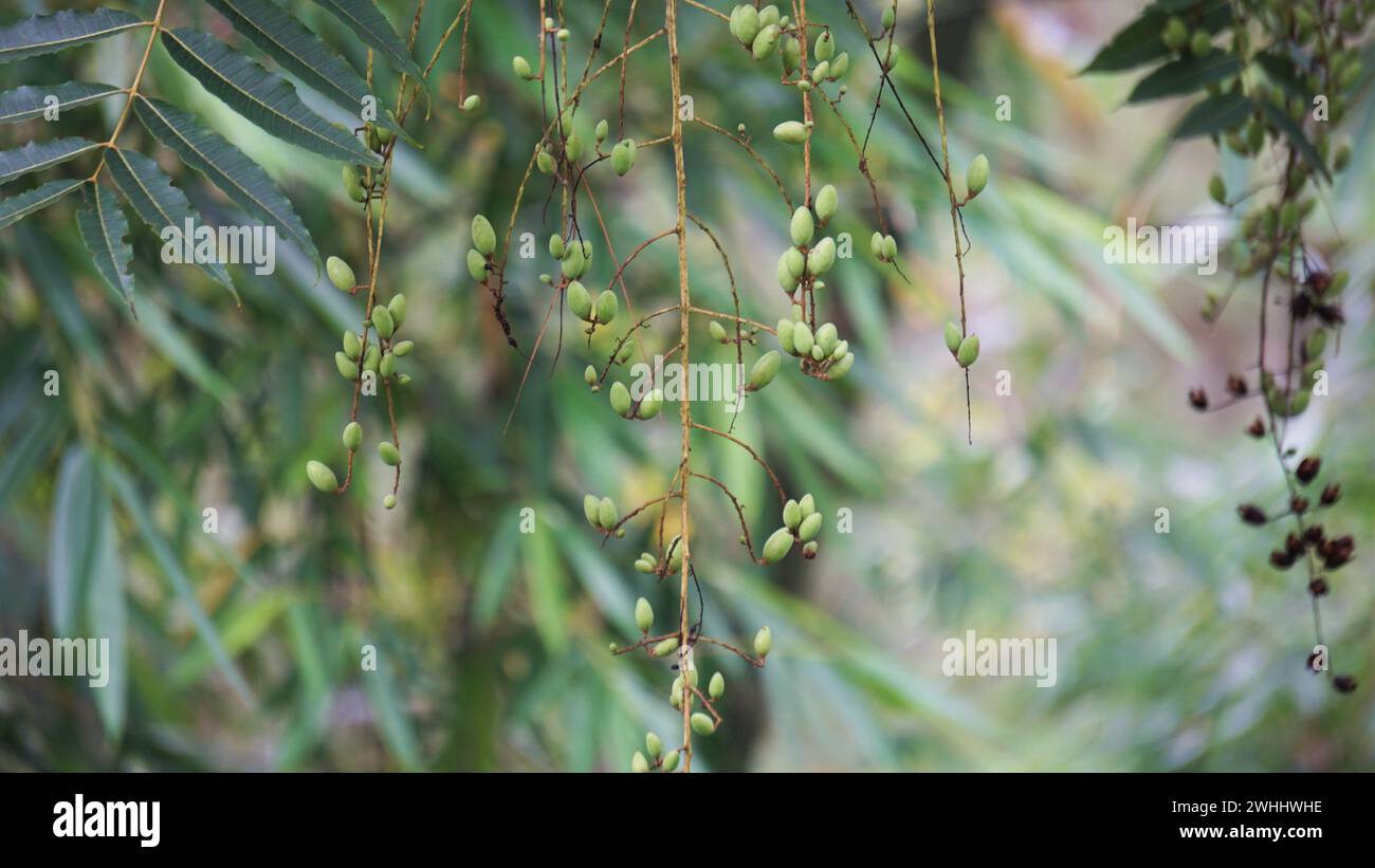 Toona sinensis, Chinese mahogany, Chinese cedar, Chinese toon, beef ...