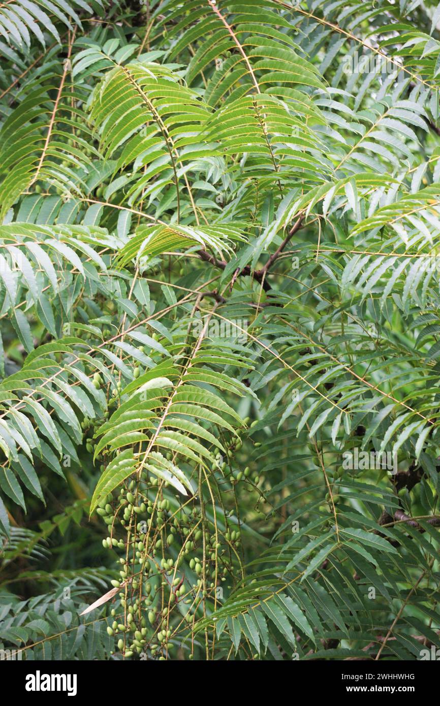 Toona sinensis, Chinese mahogany, Chinese cedar, Chinese toon, beef ...