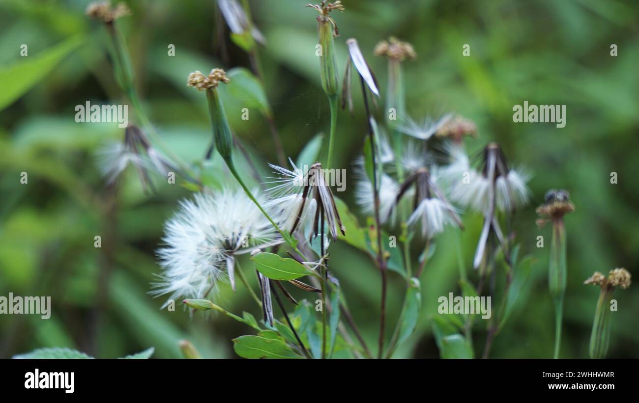 Quillquina porophyllum ruderale hi-res stock photography and images - Alamy