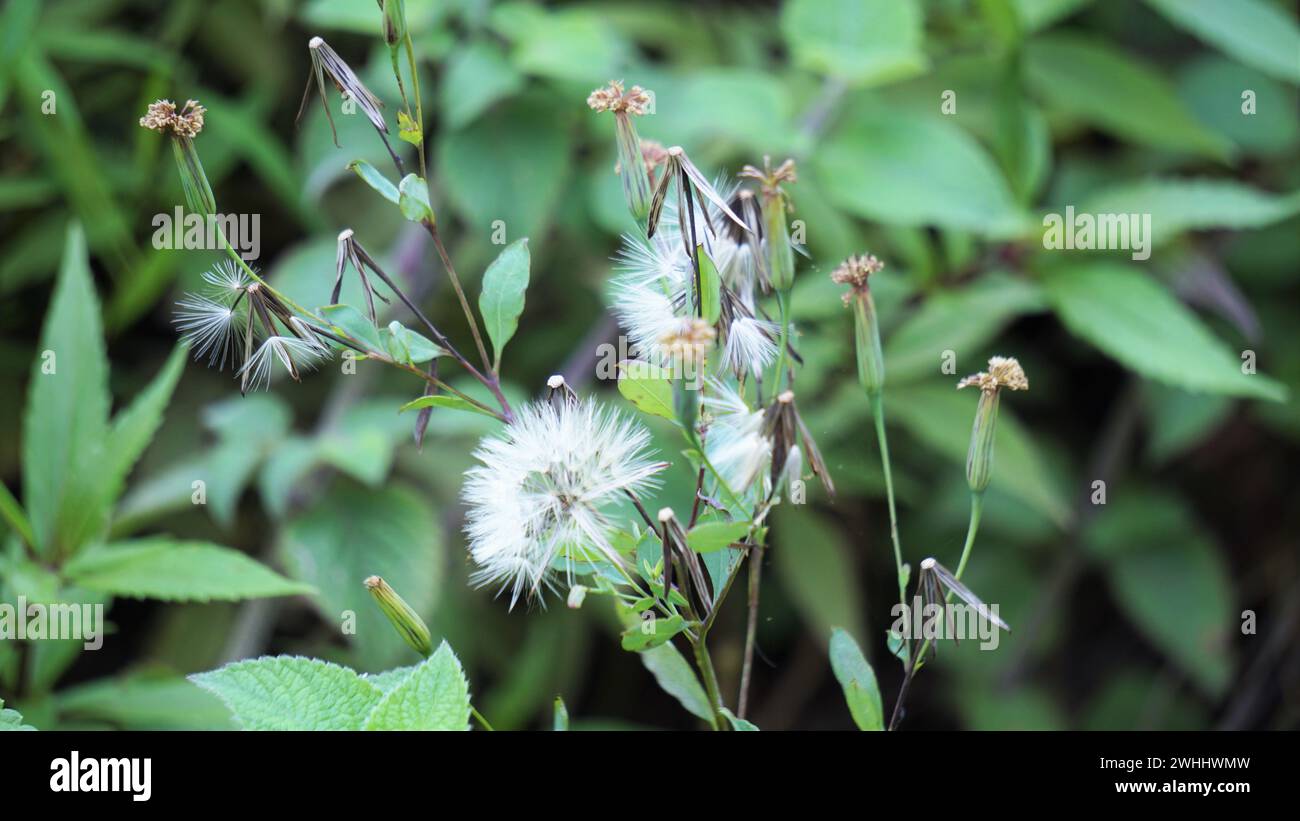 Quillquina porophyllum ruderale hi-res stock photography and images - Alamy