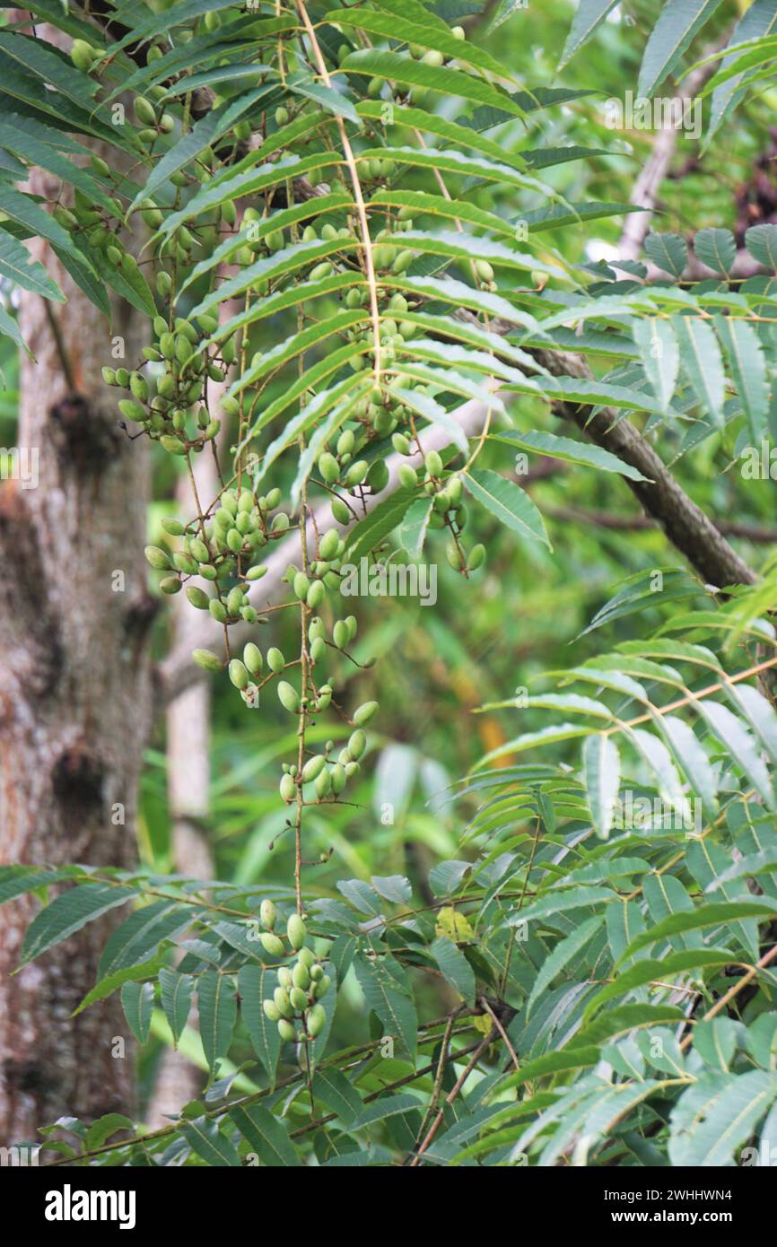 Toona sinensis, Chinese mahogany, Chinese cedar, Chinese toon, beef ...