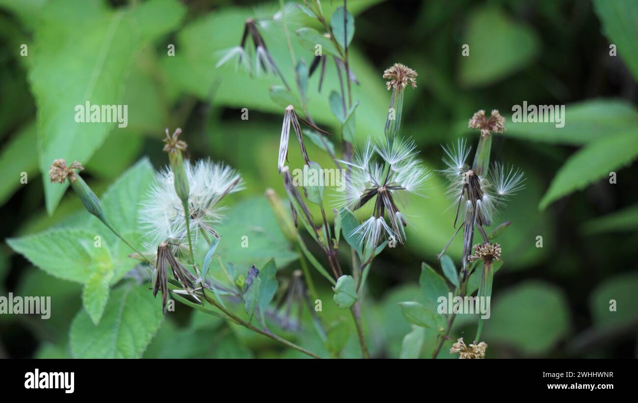 Yerba Porosa (Porophyllum ruderale, Bolivian coriander, quillquina ...