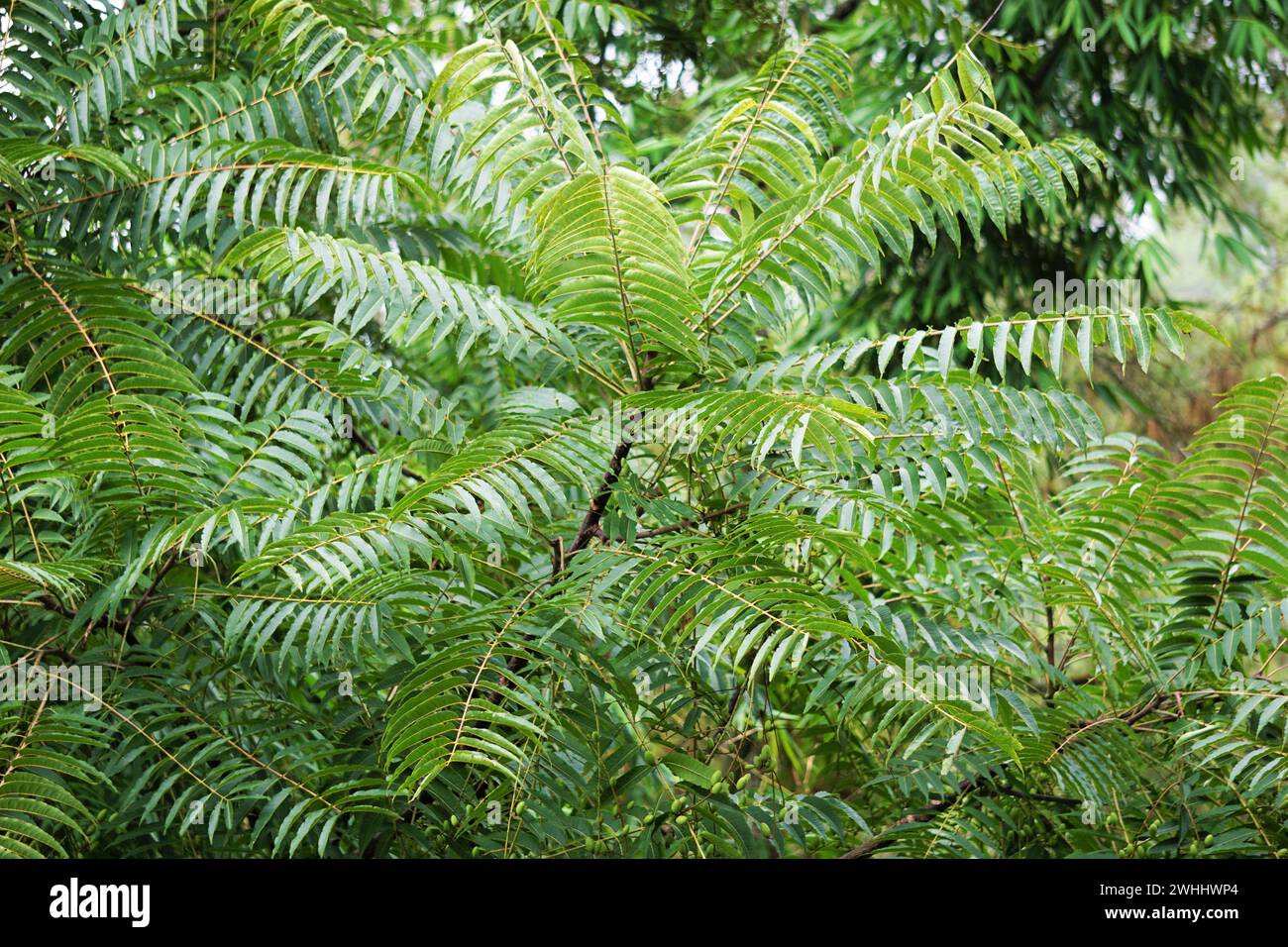 Toona sinensis, Chinese mahogany, Chinese cedar, Chinese toon, beef ...