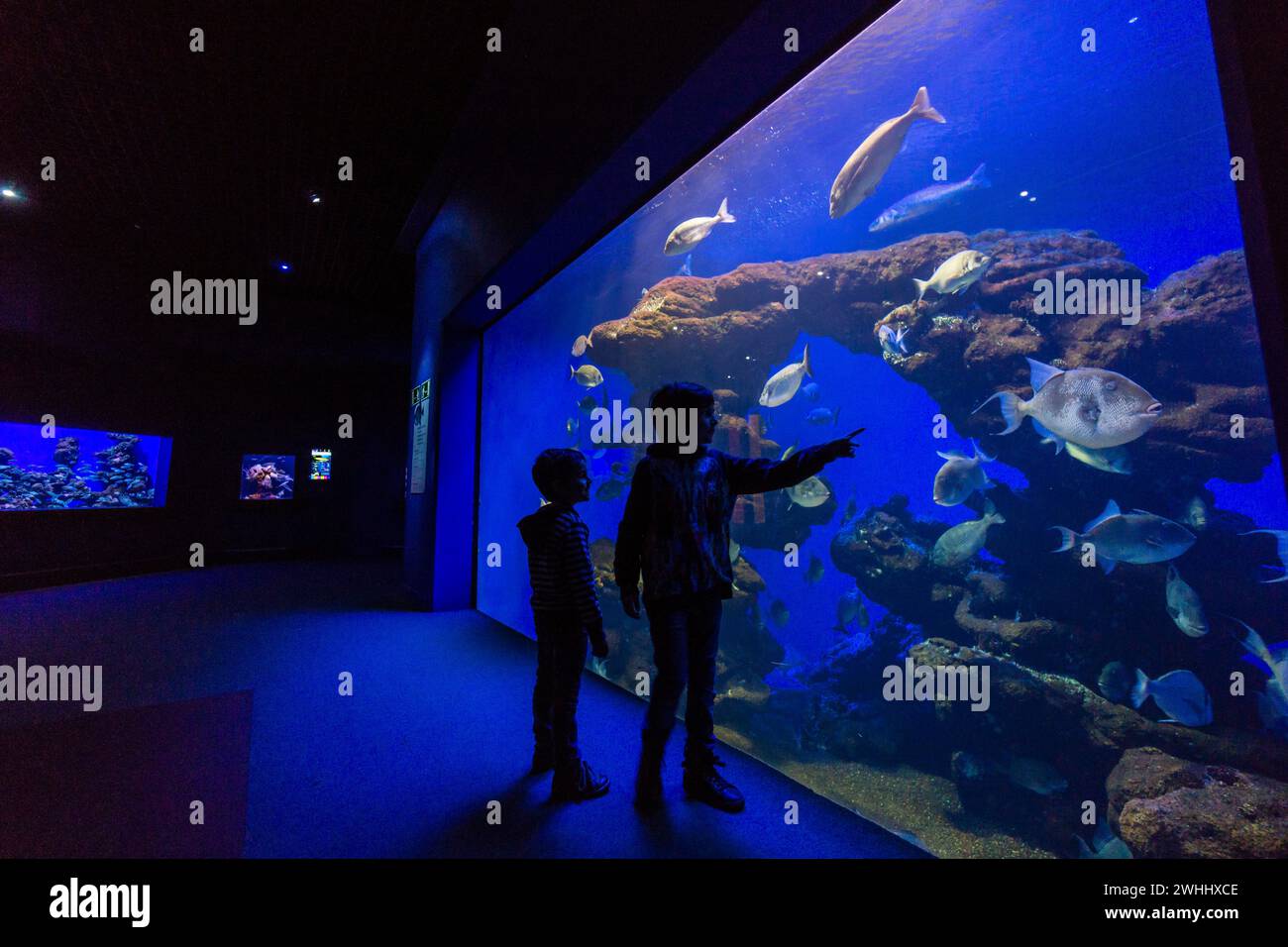 Understanding marine life hi-res stock photography and images - Alamy