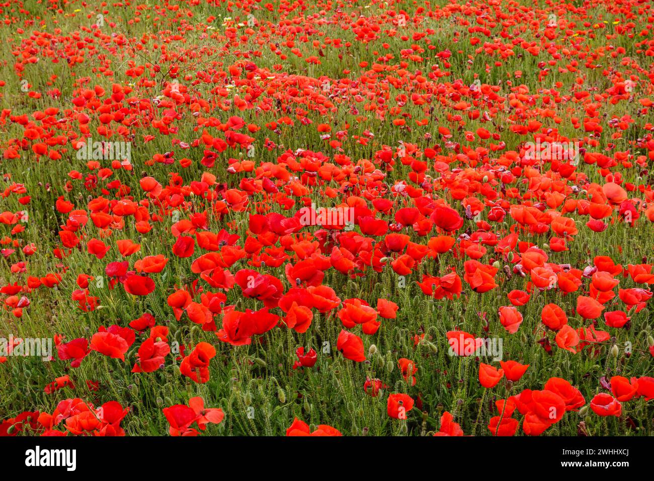 Flor de papaver hi-res stock photography and images - Alamy