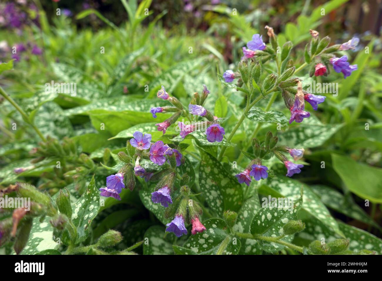 Spotted lungwort (Pulmonaria officinalis) - flowering plant in the ...