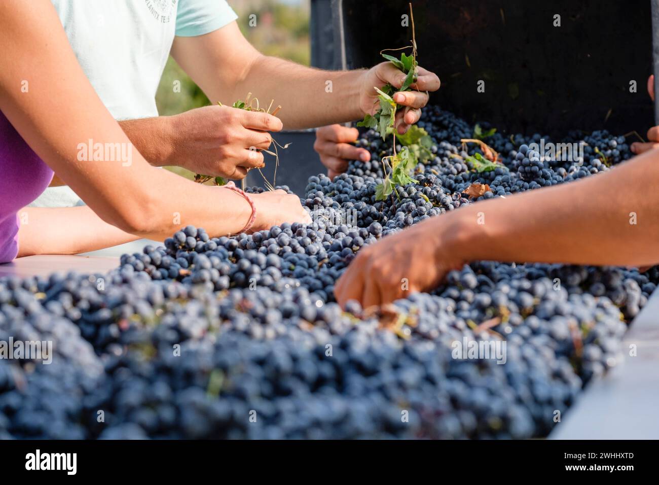 Mesa de seleccion de uvas Merlot Stock Photo - Alamy